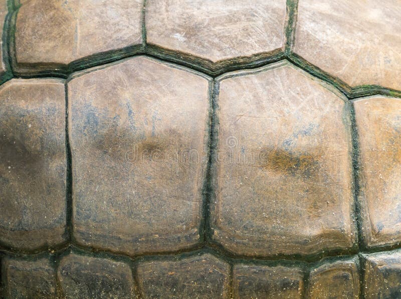 Turtle shell. stock image. Image of reefs, tropical, giant - 30637907