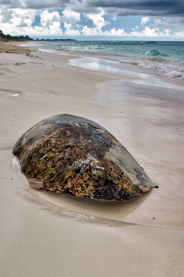 Turtle Shell stock image. Image of island, beach, cayo - 110144921
