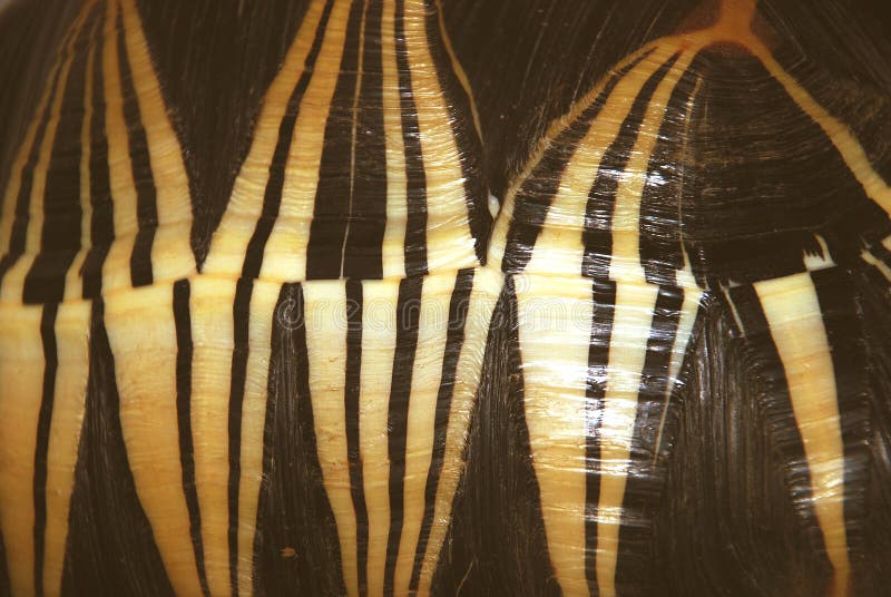 Turtle shell, background stock image. Image of animal - 5696793