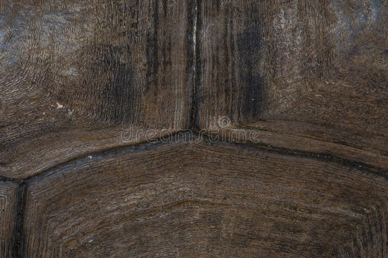 Turtle Shell Background. Macro Close Up Stock Image - Image of head ...