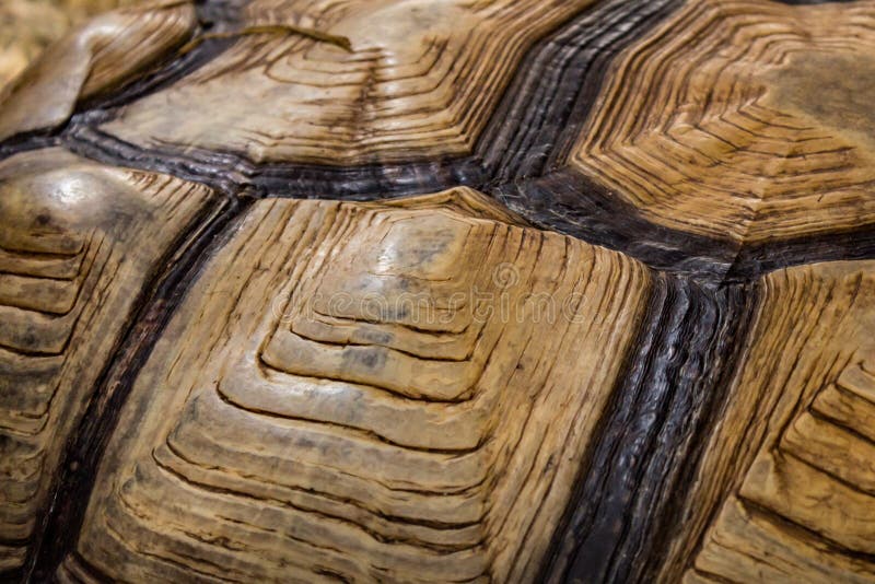 Turtle Shell Background / Surface Texture Stock Image - Image of ...