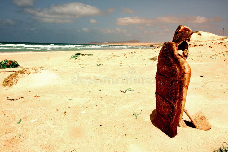 Turtle shell on the beach stock image. Image of fisher - 47712793