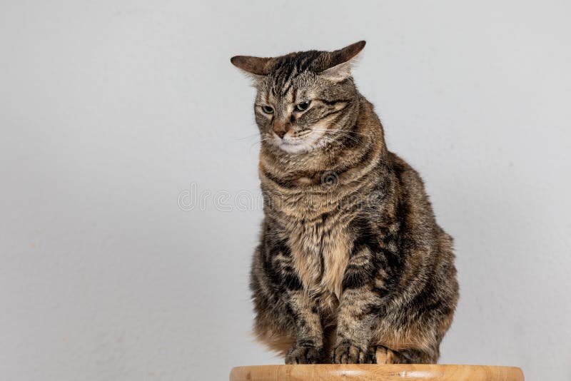 Turtle Shell Breed Domestic Cat Ears Pulled Back Unsure Expression Not ...