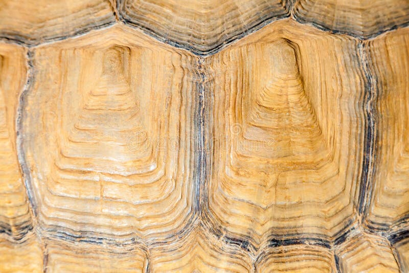 Sea Shell Close Up on the Sand, Nature Background Wallpaper, Stock ...