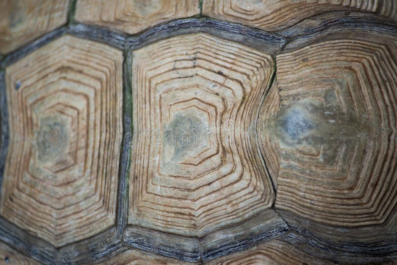 Turtle shell stock photo. Image of african, skin, tortoise - 56240904