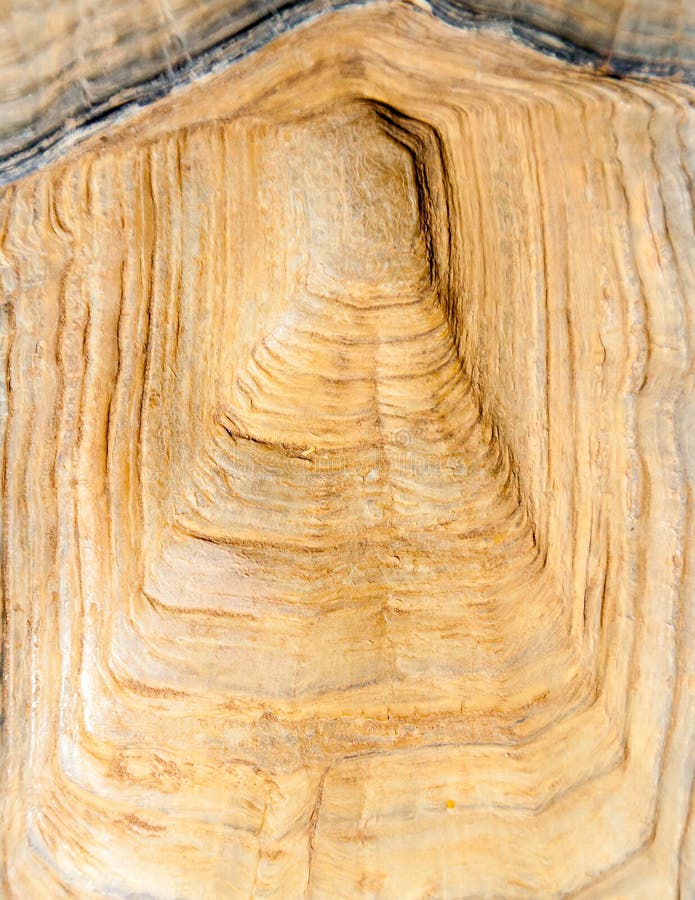 The turtle shell close up stock photo. Image of brown - 313704728