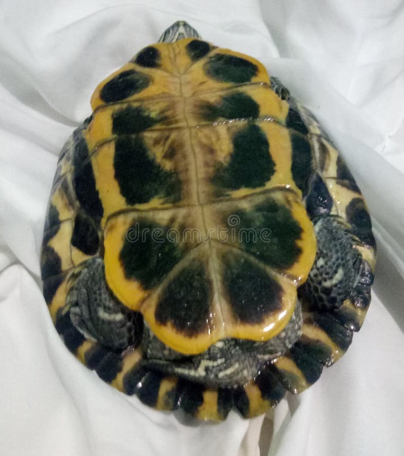 Turtle shell stock photo. Image of spotted, abstraction - 136358168