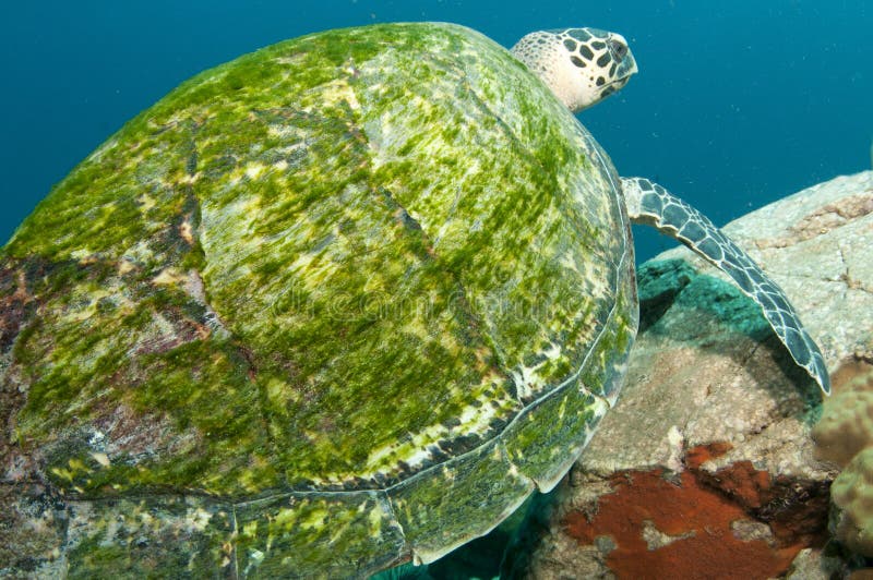 805 Turtle Shell Side View Stock Photos - Free & Royalty-Free Stock ...