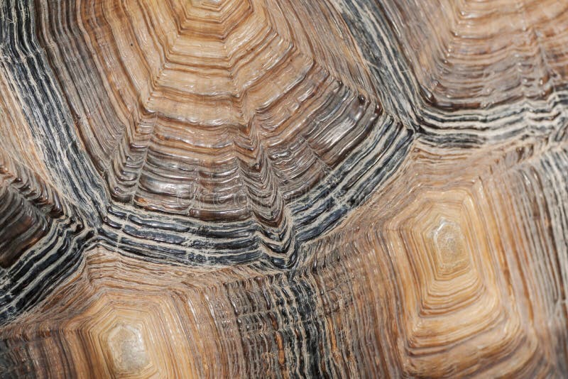 281 Turtle Armor Detail Stock Photos - Free & Royalty-Free Stock Photos ...
