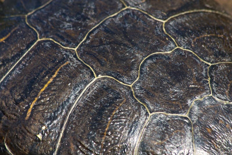 Tortoise Shell Textures stock photo. Image of shapes - 116834786