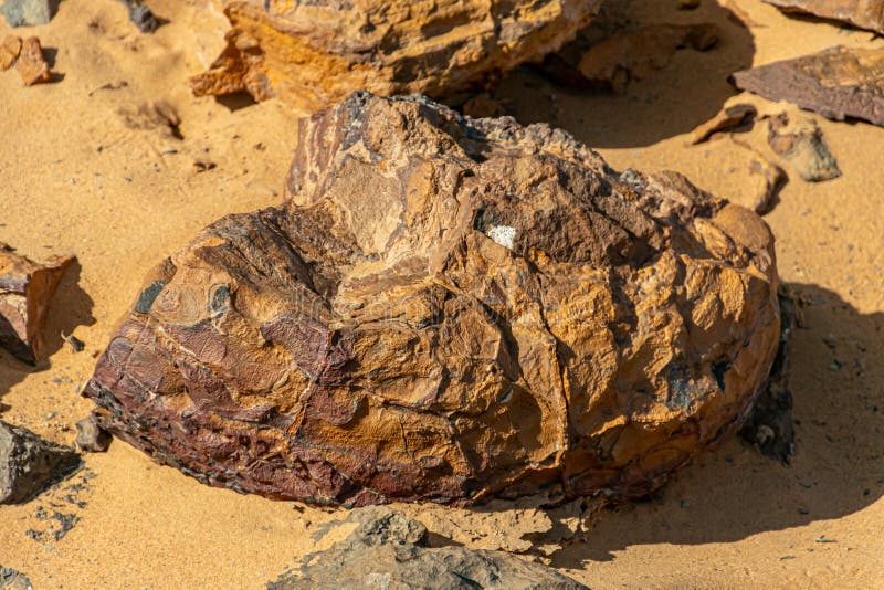 Turtle Shell Fossil in the Desert of Morocco Stock Photo - Image of ...