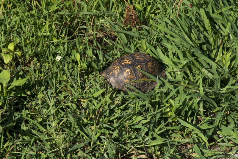 Empty turtle shell stock image. Image of white, empty, life - 188013