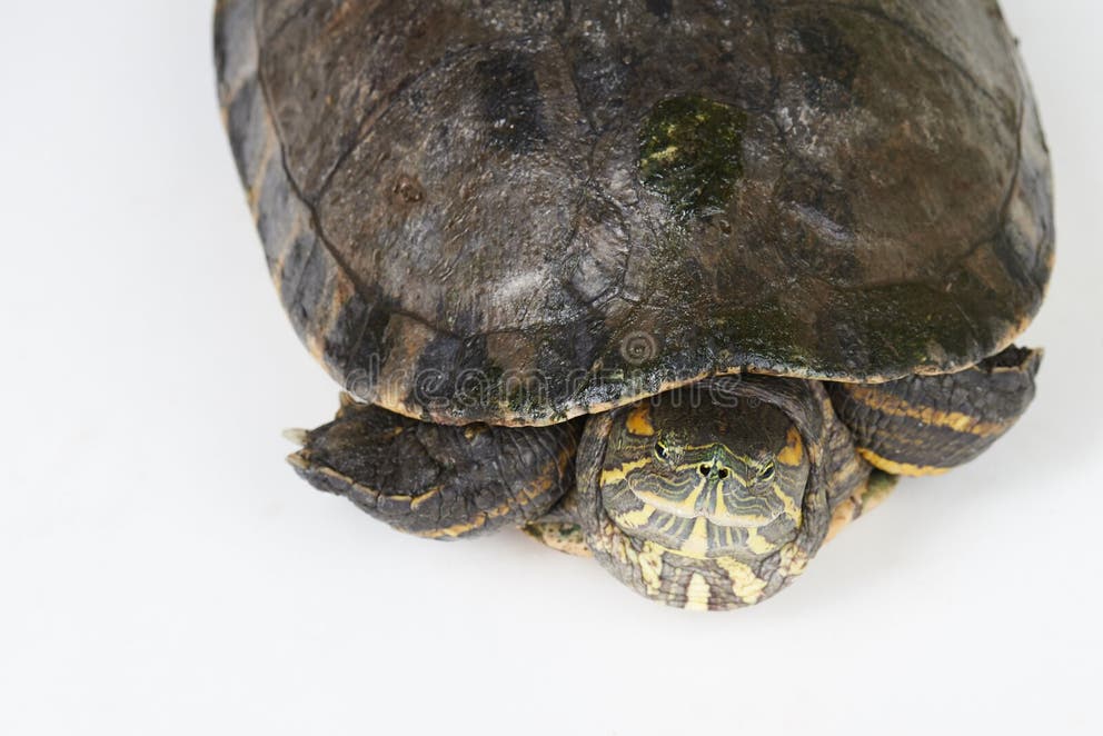 Turtle in shell stock photo. Image of cutout, animals - 126377142