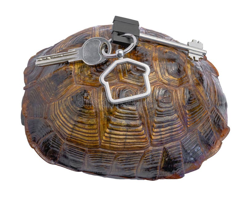 Turtle Shell with Keys Lying on it Stock Photo - Image of keys ...