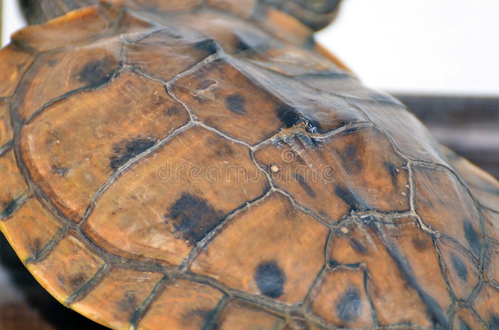Turtle shell stock image. Image of reptile, animal, floor - 47564095