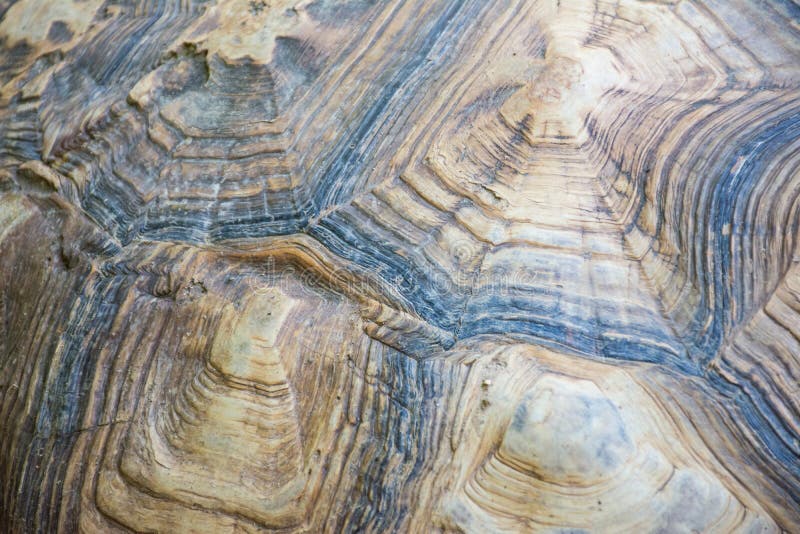 Turtle Shell Pattern from Close Up Stock Photo - Image of animal ...