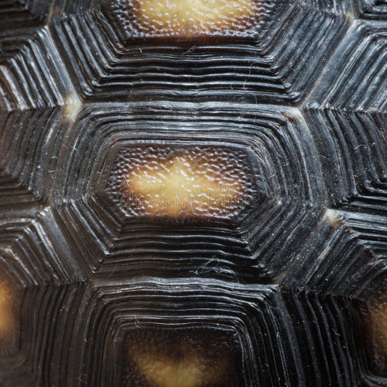 2,520 Turtle Shell Design Stock Photos - Free & Royalty-Free Stock ...
