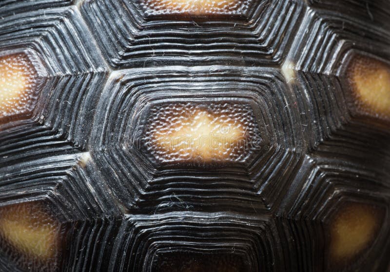 stock photo. Image of shells, shell, background, ocean - 6366794