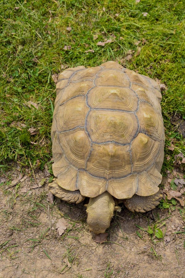 Turtle with Shell Pattern Walking on Green Grass Stock Image - Image of ...