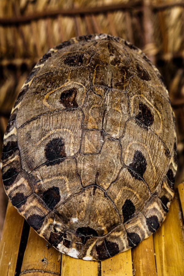 Turtle shell stock image. Image of studio, detail, moving - 39122407