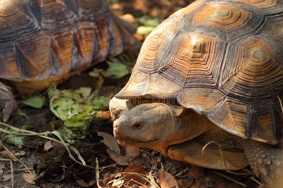 Turtle Shell Sulcata Tortoise Background Stock Image - Image of life ...