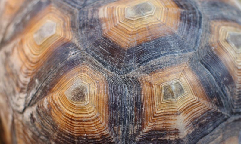 Turtle Shell Sulcata Tortoise Background Stock Image - Image of desert ...