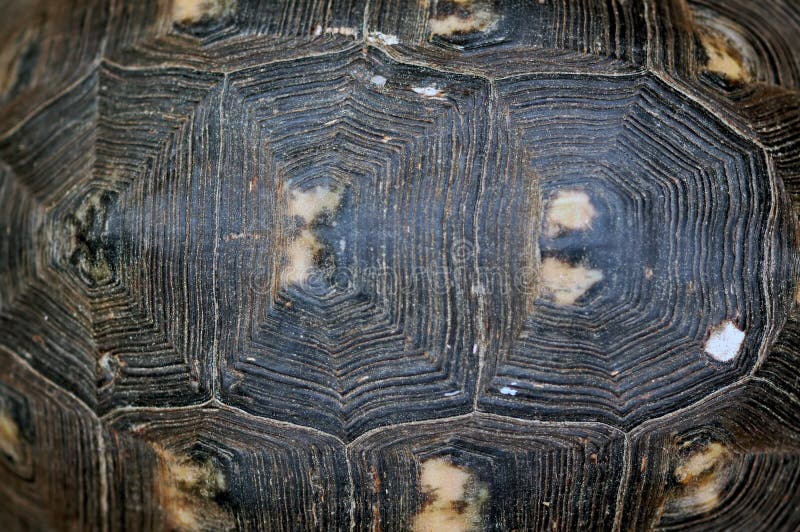 Tortoise Shell Pattern stock photo. Image of philippines - 5797002