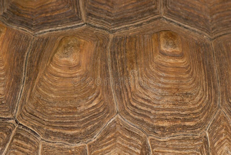 Turtle shell texture stock image. Image of tortoise, textured - 37823473