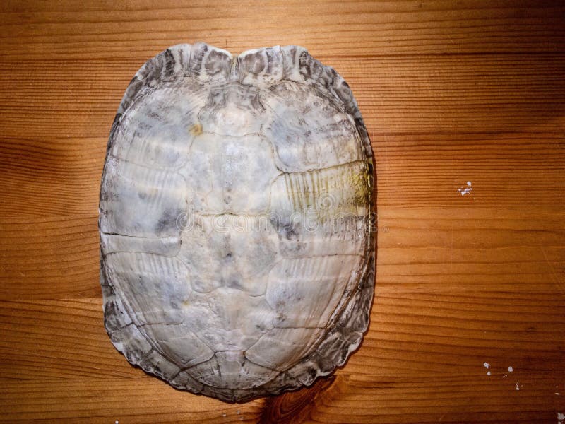 Turtle Shell, Texture, Specifications, Patterns, Ocean, Creatures ...