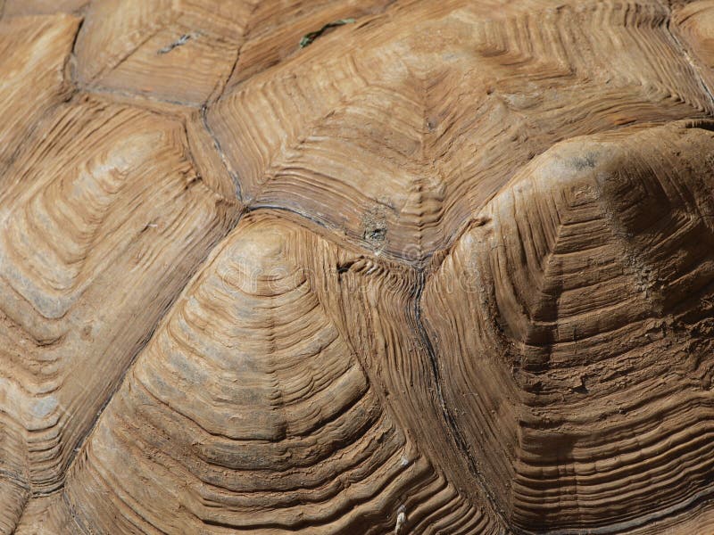 Turtle shell texture stock photo. Image of earthy, grooved - 272958496