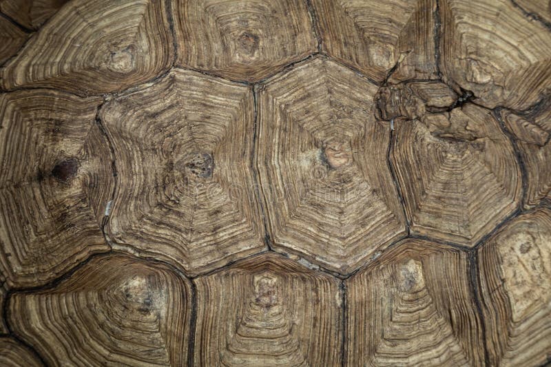 Turtle Shell, Top View Background Stock Photo - Image of protection ...