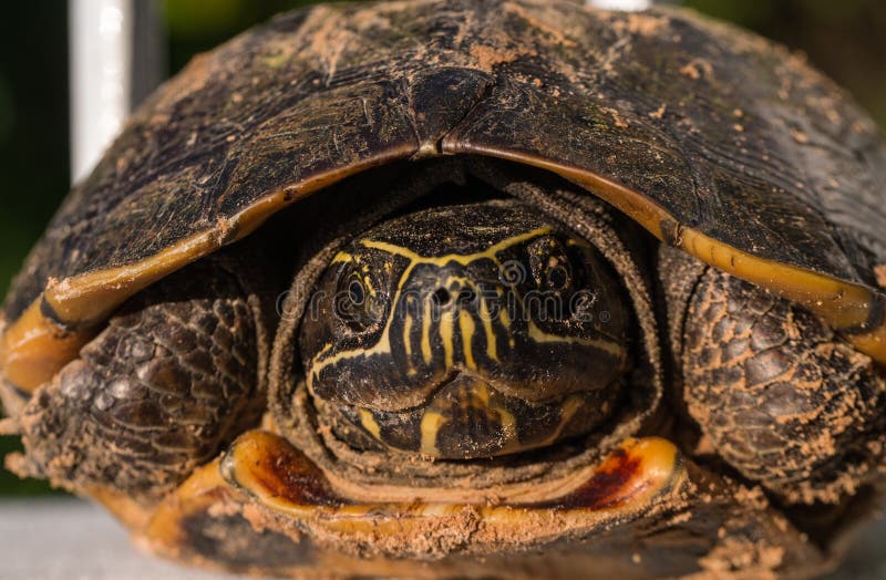 The Turtle Shell stock photo. Image of exotic, walk, slow - 83268814