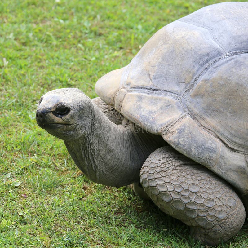 Turtle with Shell while Walking on Grass Stock Image - Image of ...