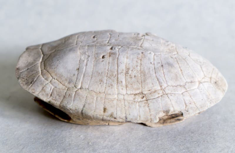 Turtle shell stock image. Image of animal, dead, symbol - 54847529
