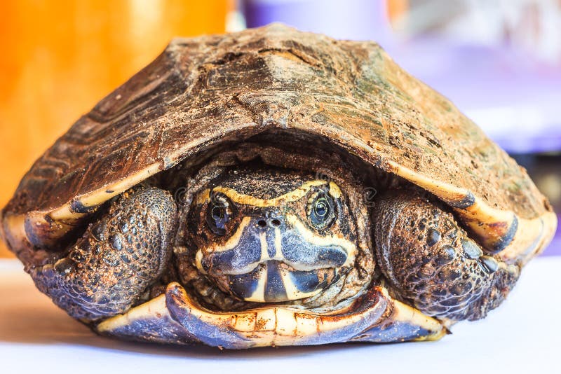 Wild Painted Turtle Hiding in Shell Stock Photo - Image of nature, slow ...