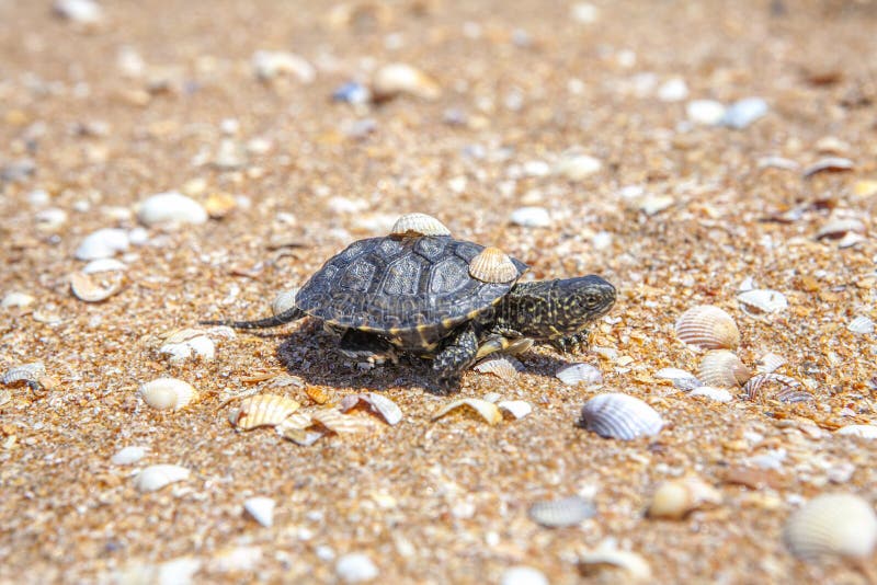 Turtle and shells stock photo. Image of coastal, exotic - 151392738