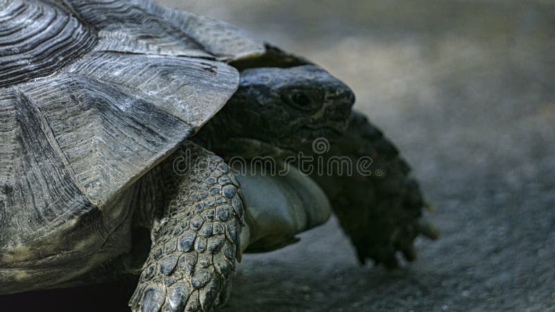 Turtle shield stock image. Image of tortoise, animal - 203932645