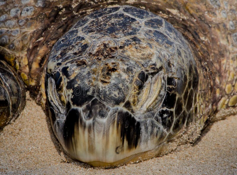 Turtle on the Shore stock image. Image of serene, marine - 37174667