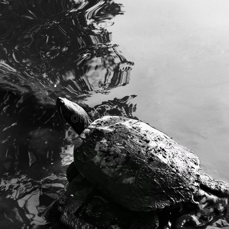 Turtle Shot in Neighborhood Stock Photo - Image of tree, painting ...