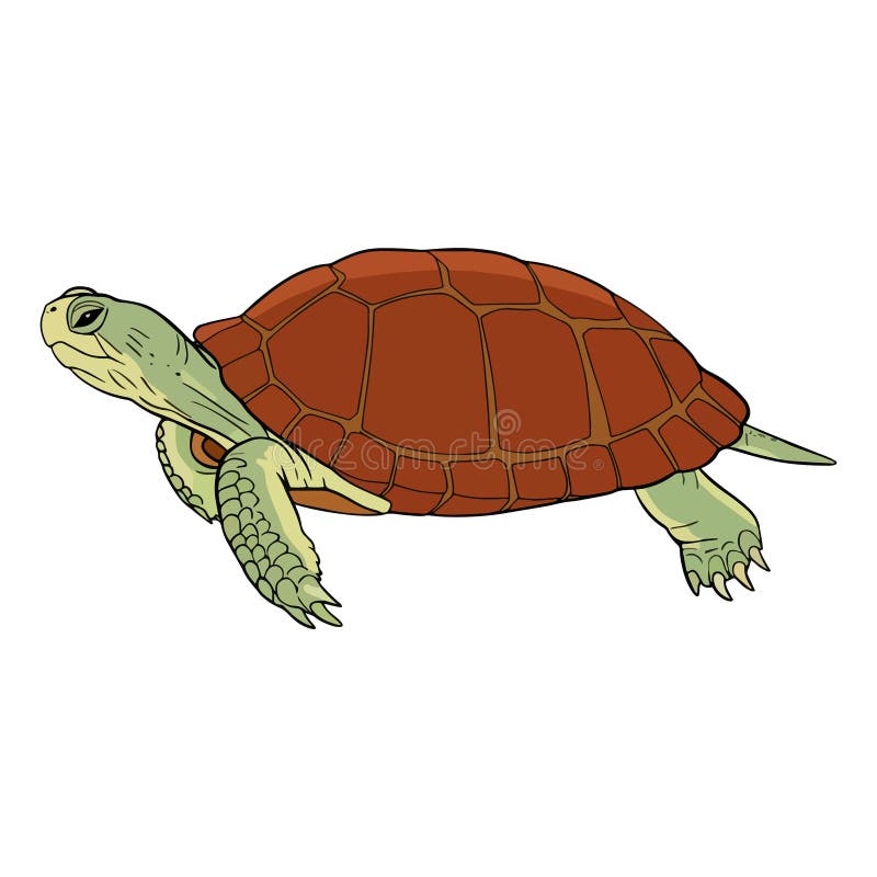 Turtle Side View Illustration. Tortoise Reptile with a Textured Shell ...