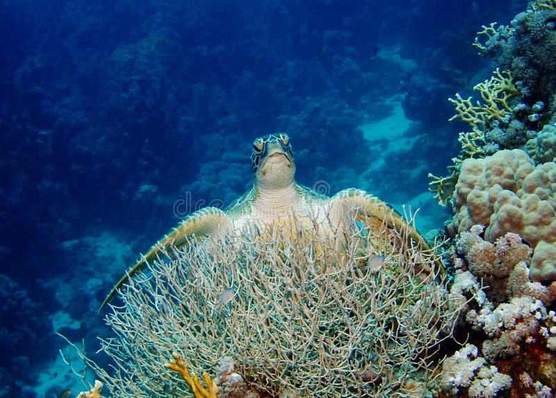 Turtle sitting on coral stock image. Image of tourism - 3380461