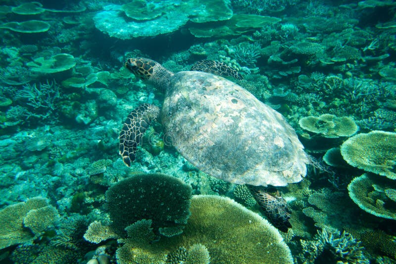 A Turtle Sitting at Corals Under Water Stock Image - Image of animal ...