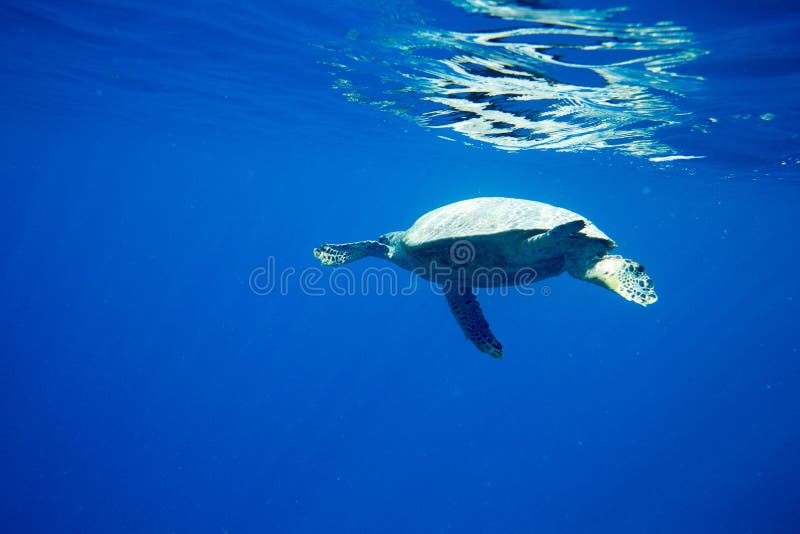 A Turtle Sitting at Corals Under Water Stock Photo - Image of turtle ...