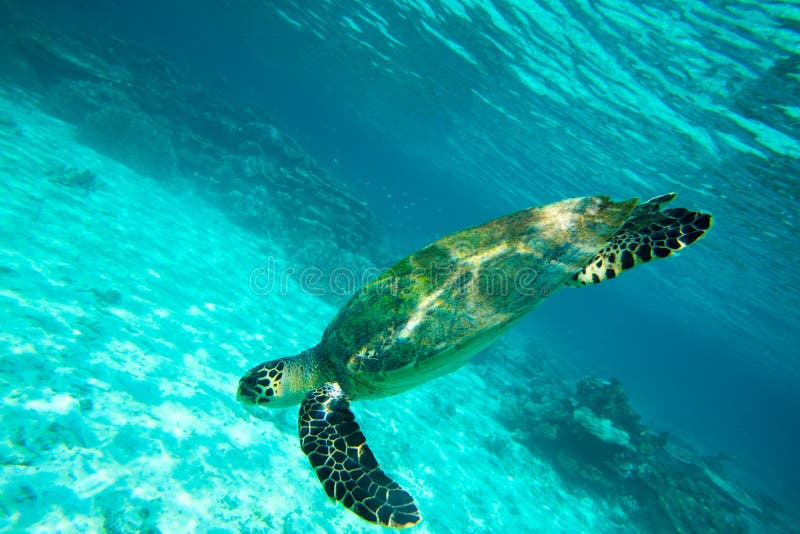 A Turtle Sitting at Corals Under Water Stock Photo - Image of fish ...