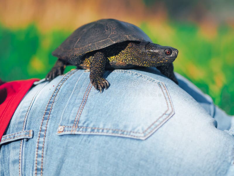 Turtle Sitting at the Girls Stock Image - Image of girl, spring: 127578309