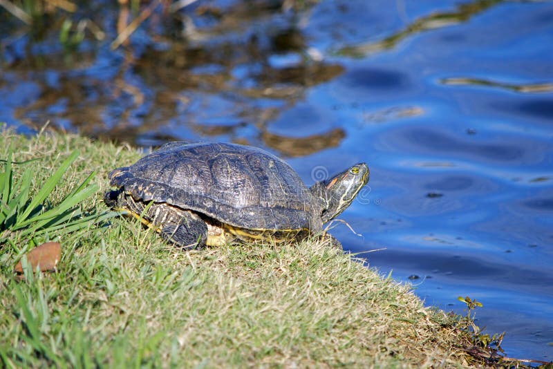 Turtle sitting by Lake stock photo. Image of sunning - 62313718
