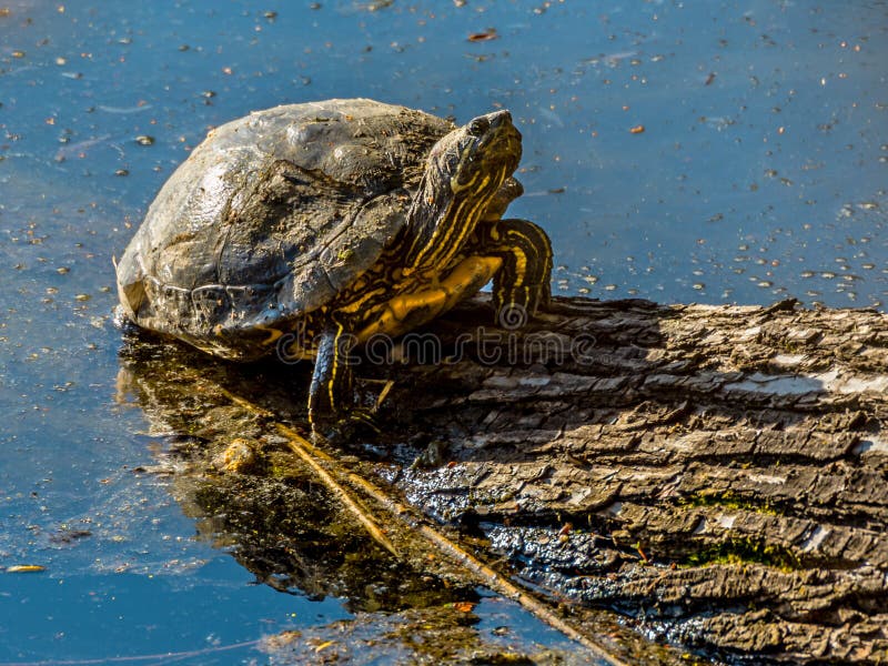Turtle Sitting On Log In Lake Stock Image Image Of Nature Water