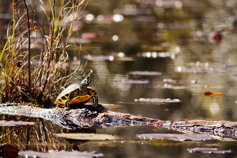 Sea Turtle Sitting on a Colorful Coral Reef in Sipadan, Malaysia Stock ...