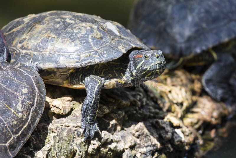 Turtle stock image. Image of sitting, zoos, natural - 121958323