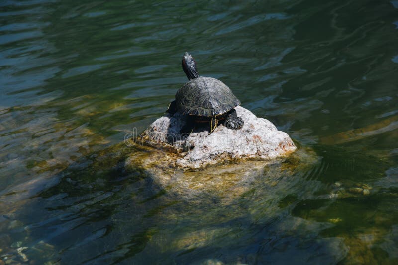 Turtle Sitting on a Rock in a Lake during Daytime Stock Image - Image ...